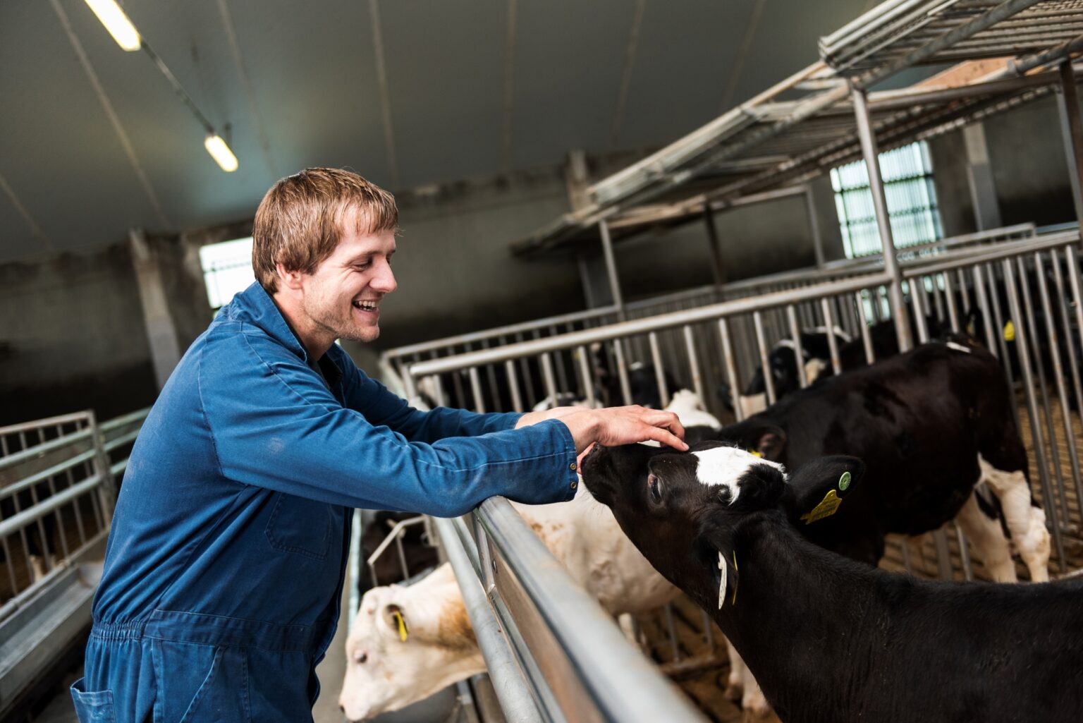 Kalverzorg - Kalversector